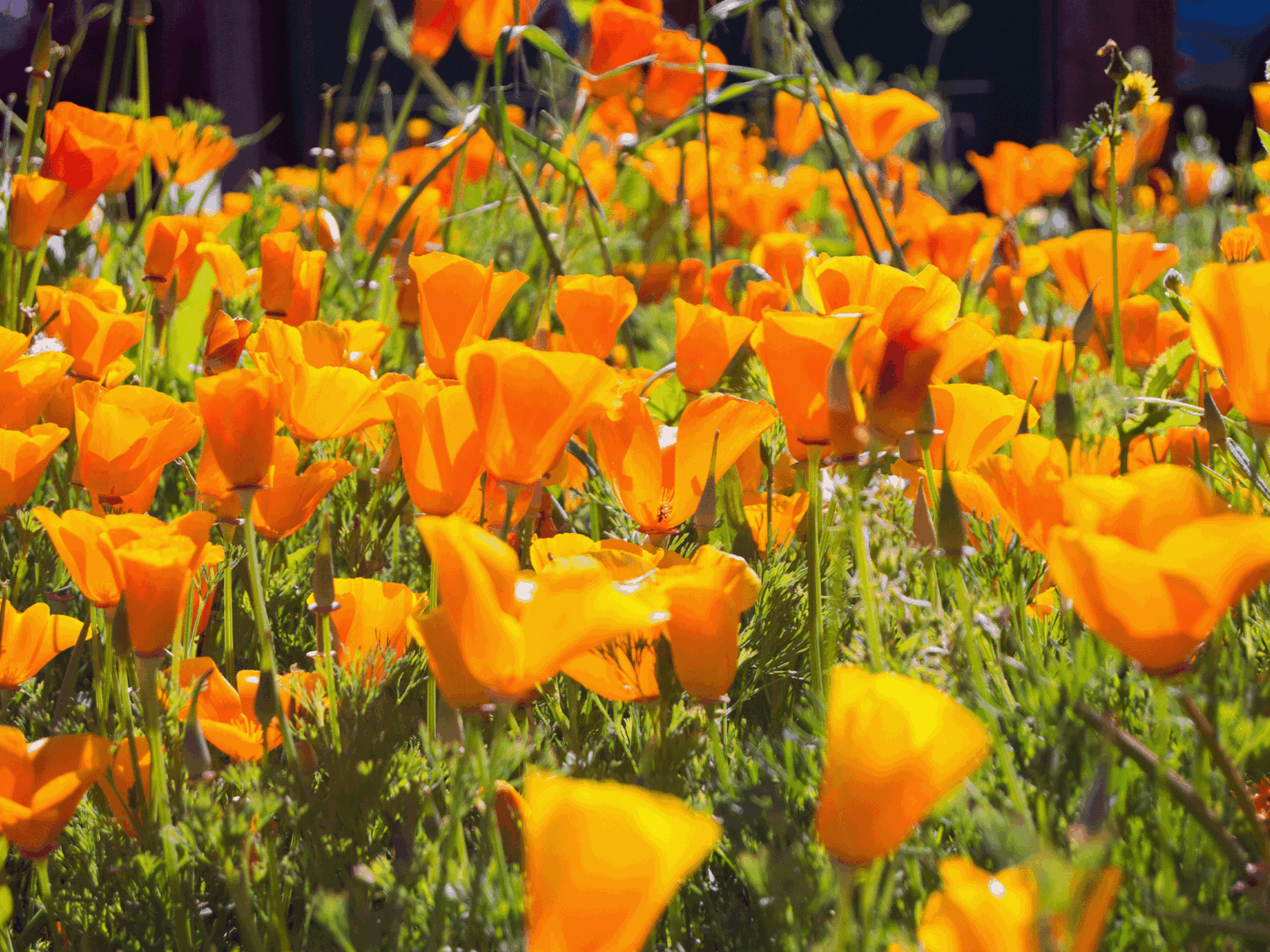 Robledo Family Winery - Sonoma County Tourism