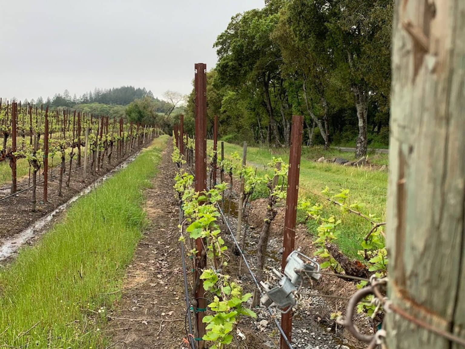 Lifecycle of Wine Grapes and What to See at Each Stage - Sonoma County ...