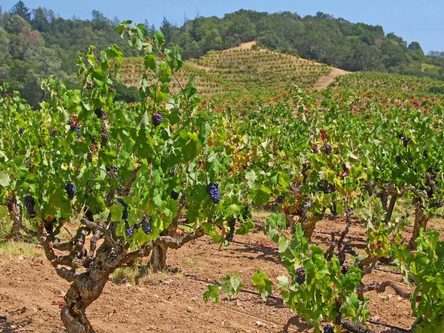 AVA Wines of the Alexander Valley Wine Region