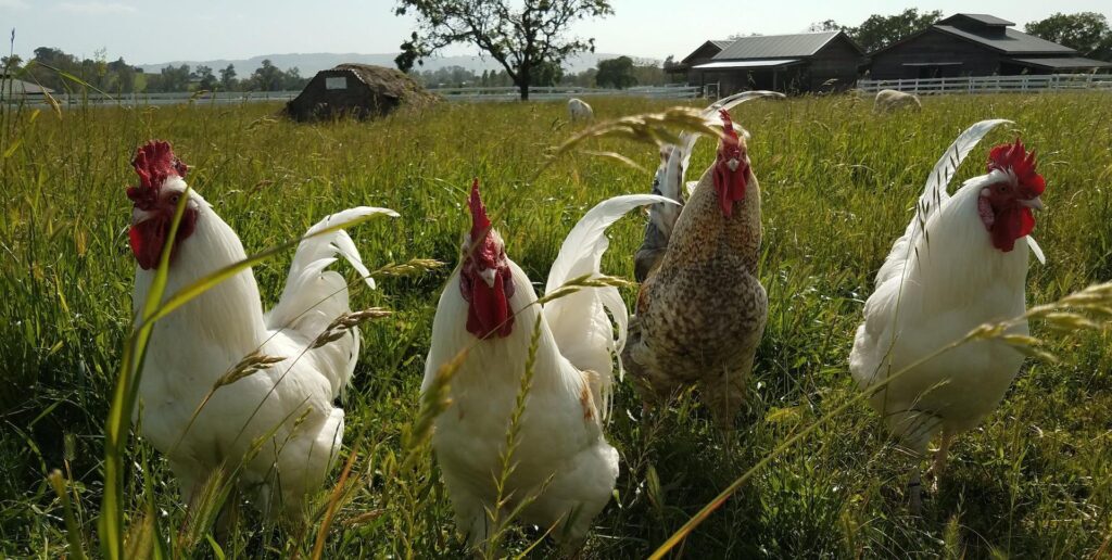 Blind Beach - Sonoma County Tourism