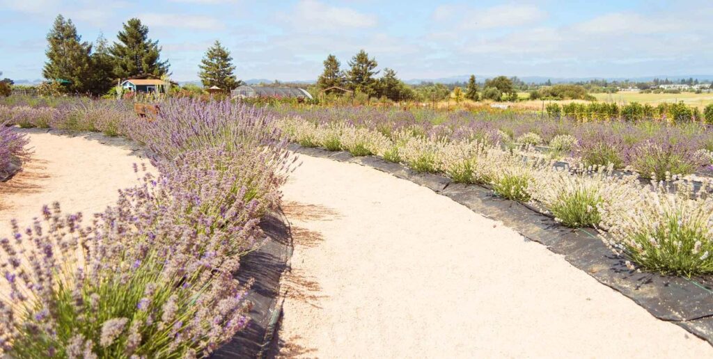 Culinary Experiences - Sonoma County Tourism