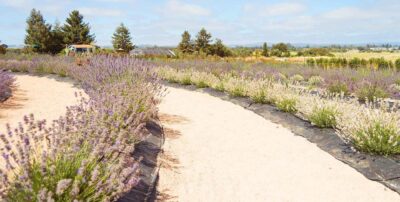 Culinary Experiences - Sonoma County Tourism