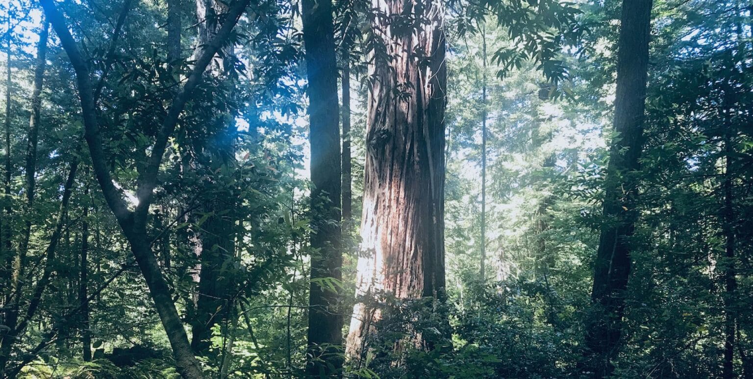 Hiking the Jenner Headlands Preserve - Sonoma County Tourism