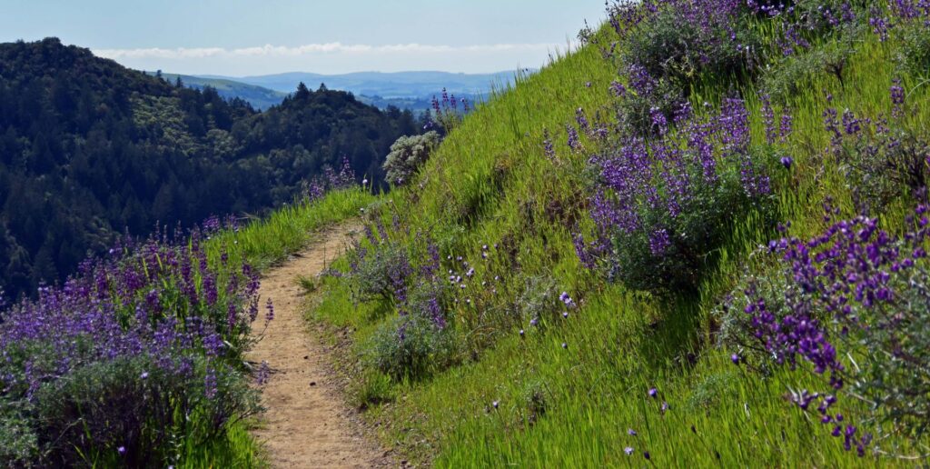 Jack London State Historic Park - Sonoma County Tourism
