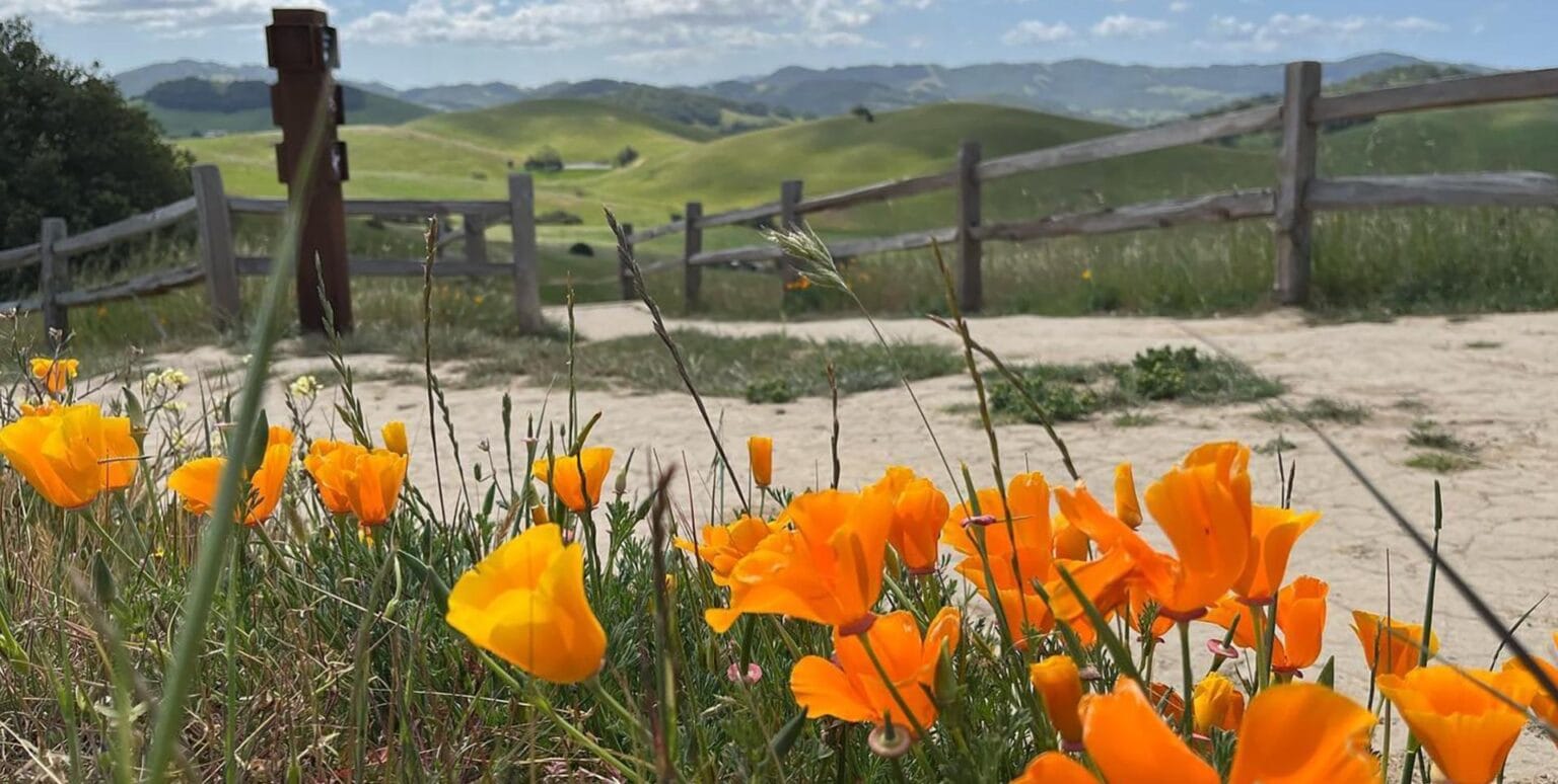 Discover Sonoma Coast State Park - Sonoma County Tourism