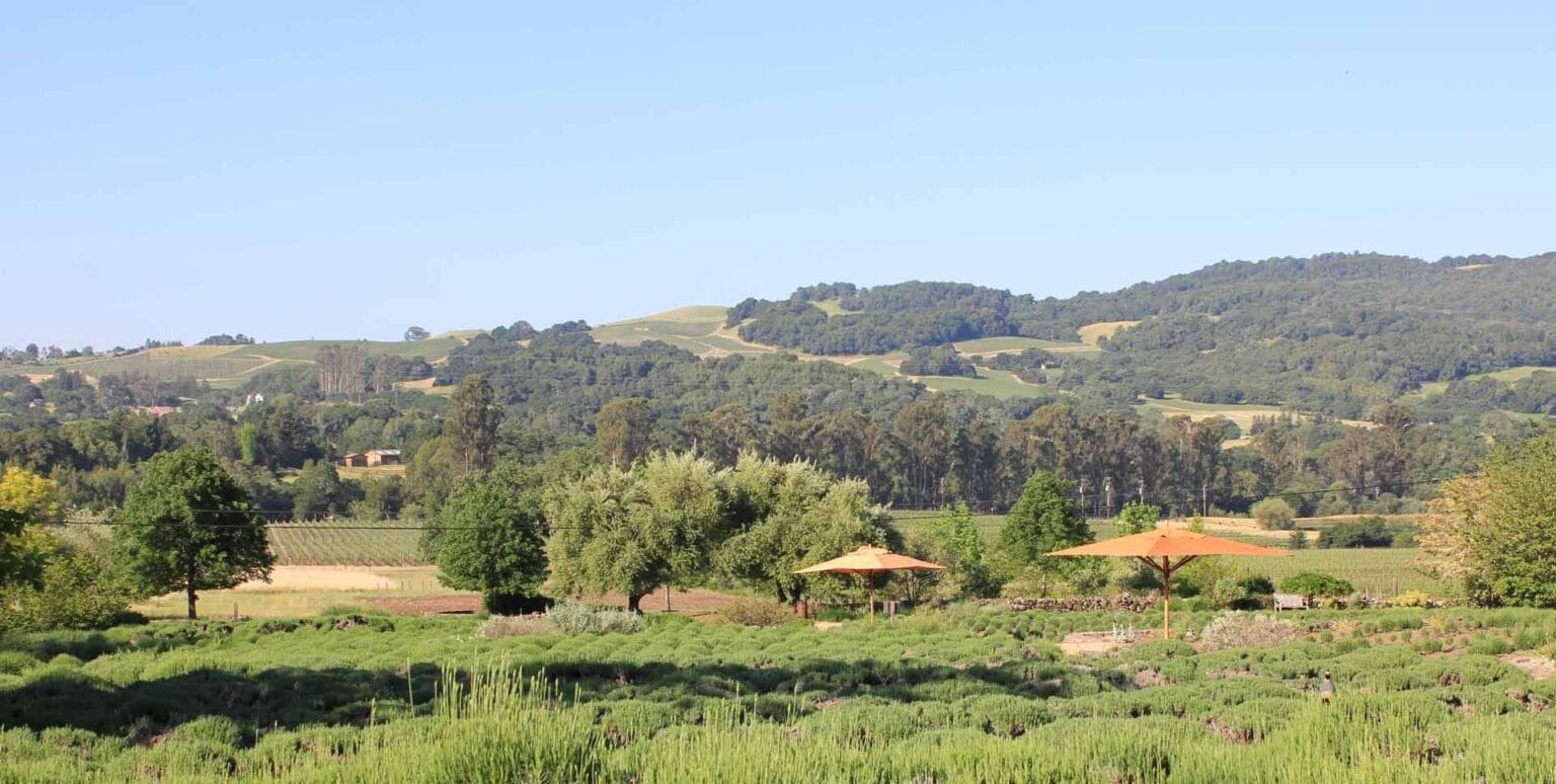 "Carneros CA" - Sonoma County Tourism