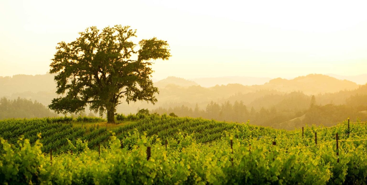 AVA Wines of Sonoma County: Chalk Hill Wine Region